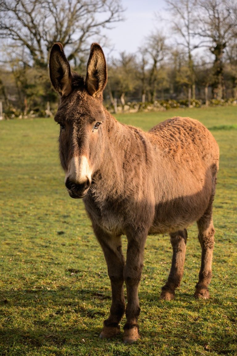 Como os burros começaram a mandar no Brasil: faz tempo! – Blog do Prisco